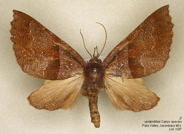 Papua Insects Foundation (Lepidoptera/Erebidae/Erebinae)